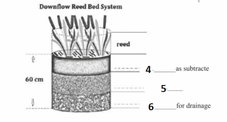 Reed Bed- IELTS Reading Answer | IELTSMaterial.com