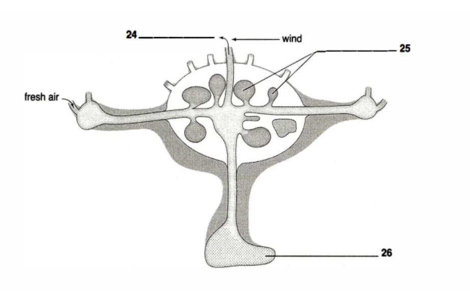 Mutualism – IELTS Reading Asnwers | IELTSMaterial.com